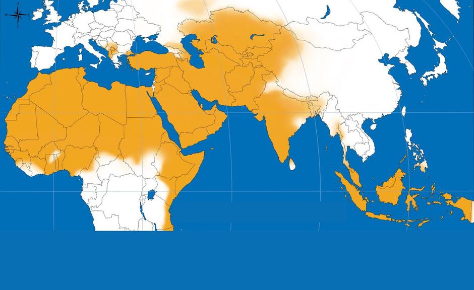 Science in the Islamic World | History of Science Museum